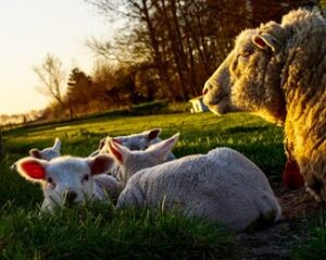 How Denver Integrates Farming into City Life - superior farms denver